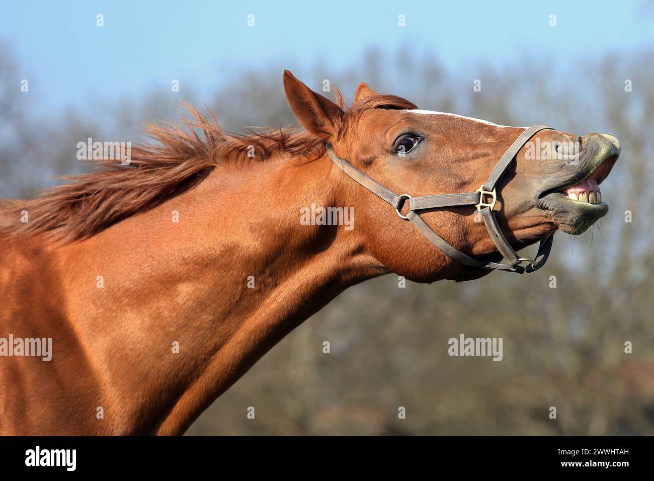Torquator tasso horse hi-res stock photography and images - Alamy