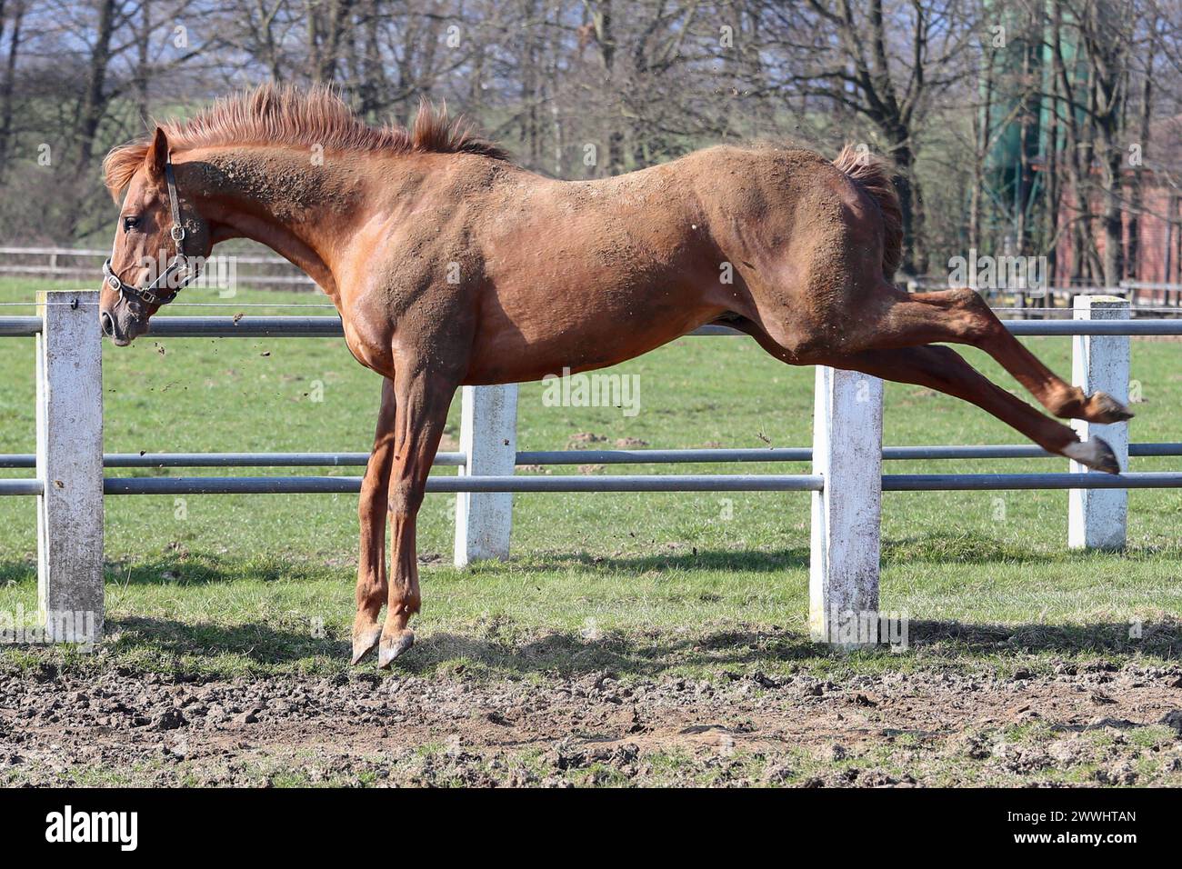 Torquator tasso horse hi-res stock photography and images - Alamy