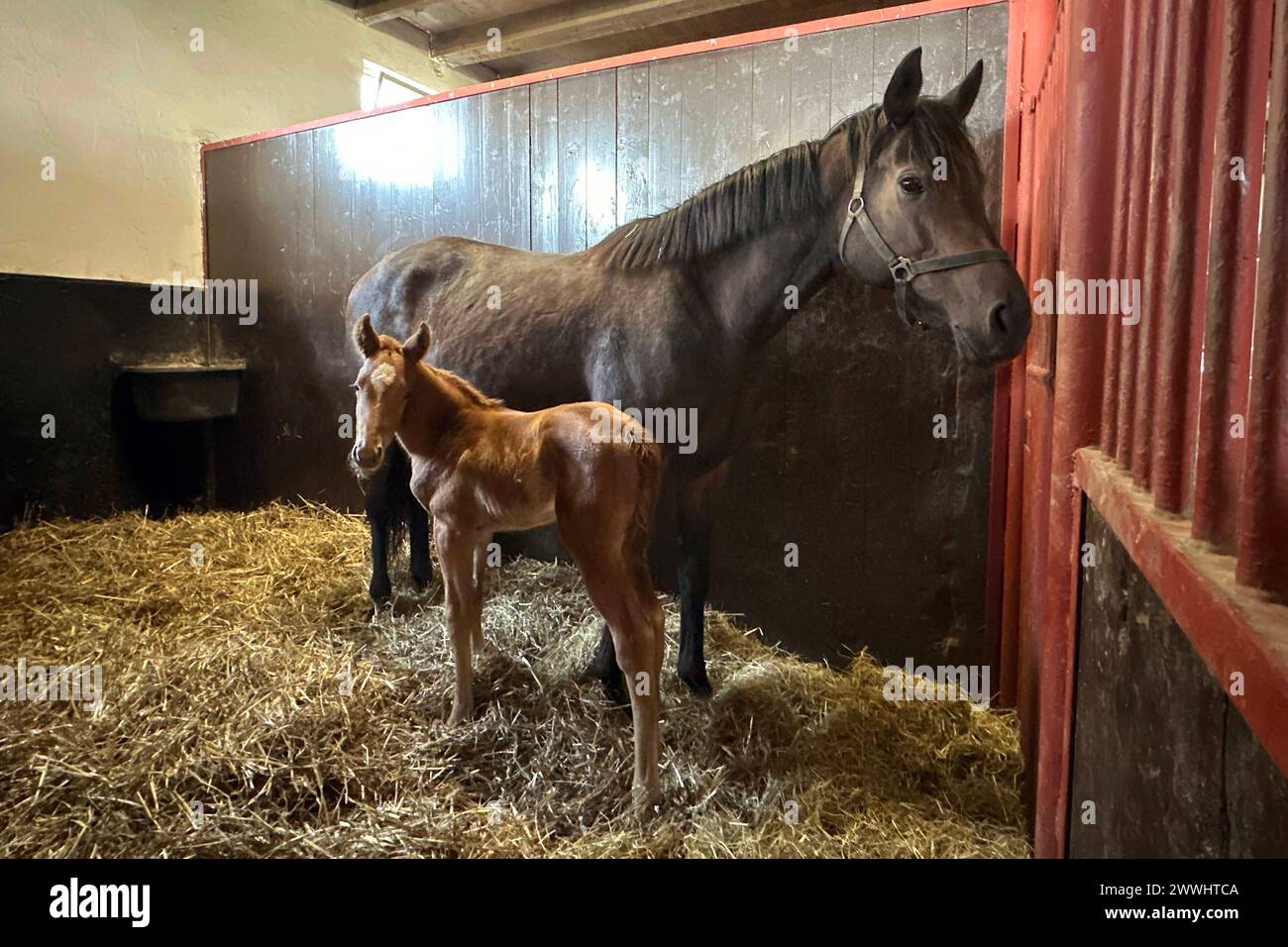 Boxenhaltung hi-res stock photography and images - Alamy