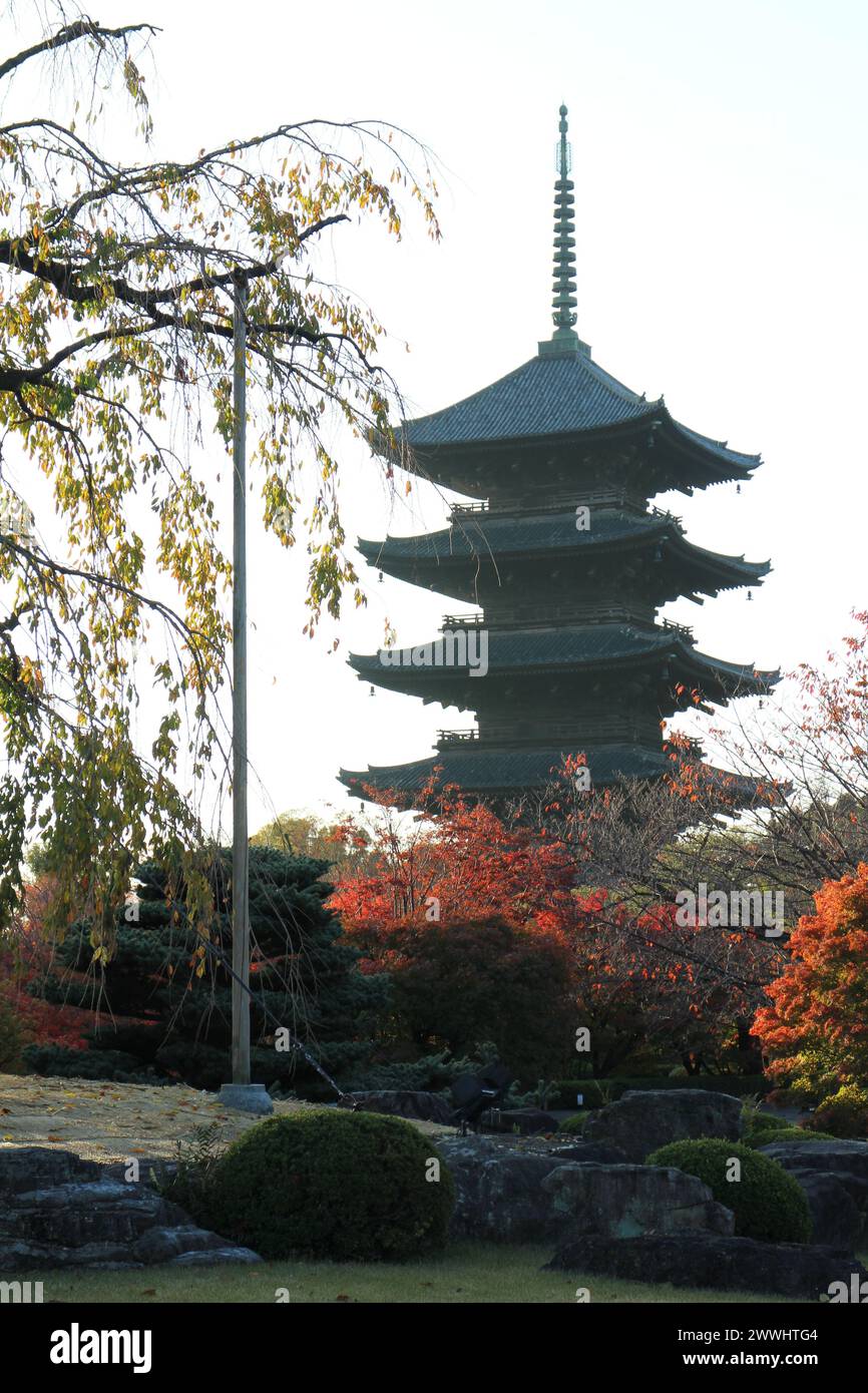 Toji pagoda and autumn leaves in the early morning, in Kyoto, Japan ...