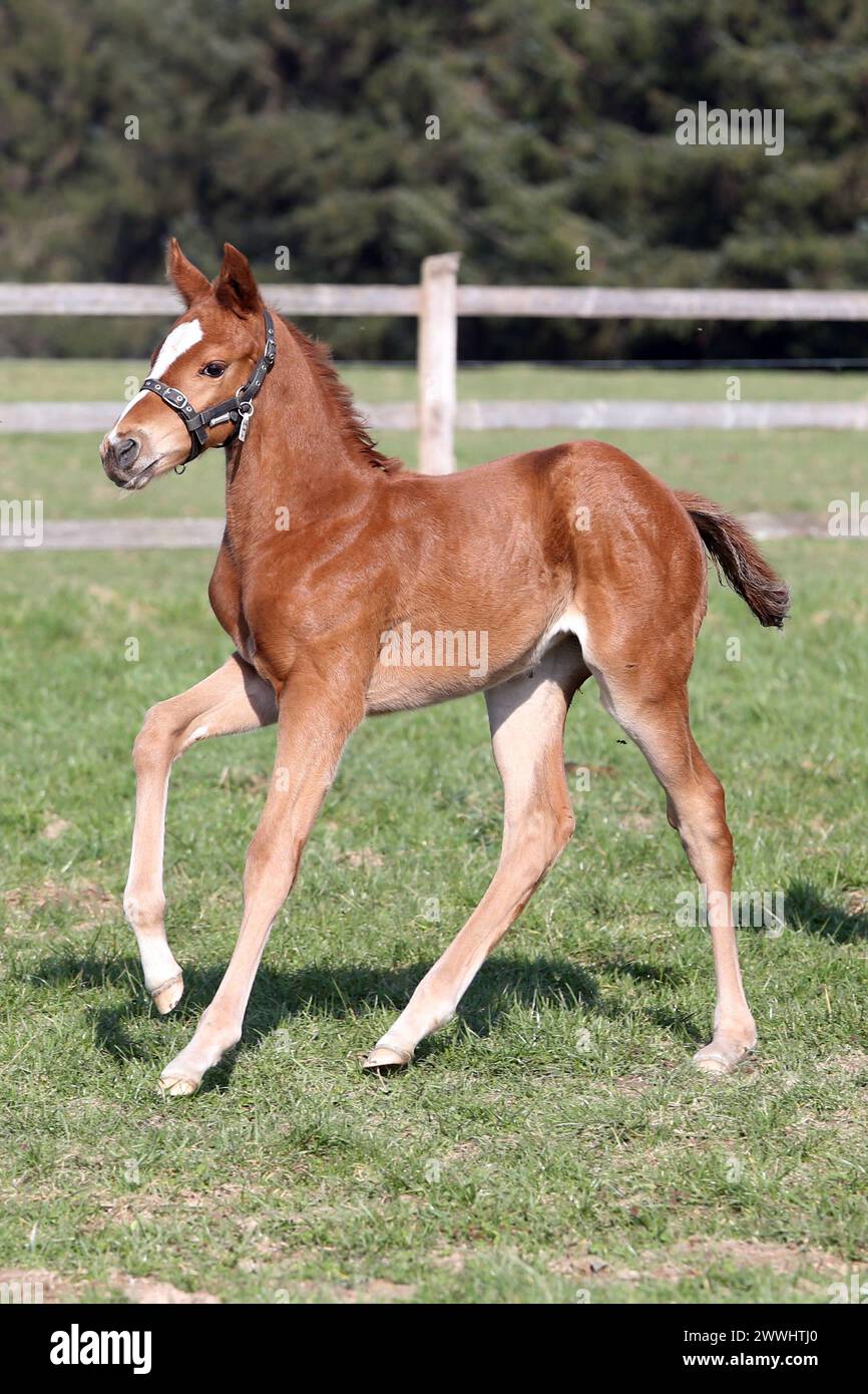 Torquator tasso horse hi-res stock photography and images - Alamy