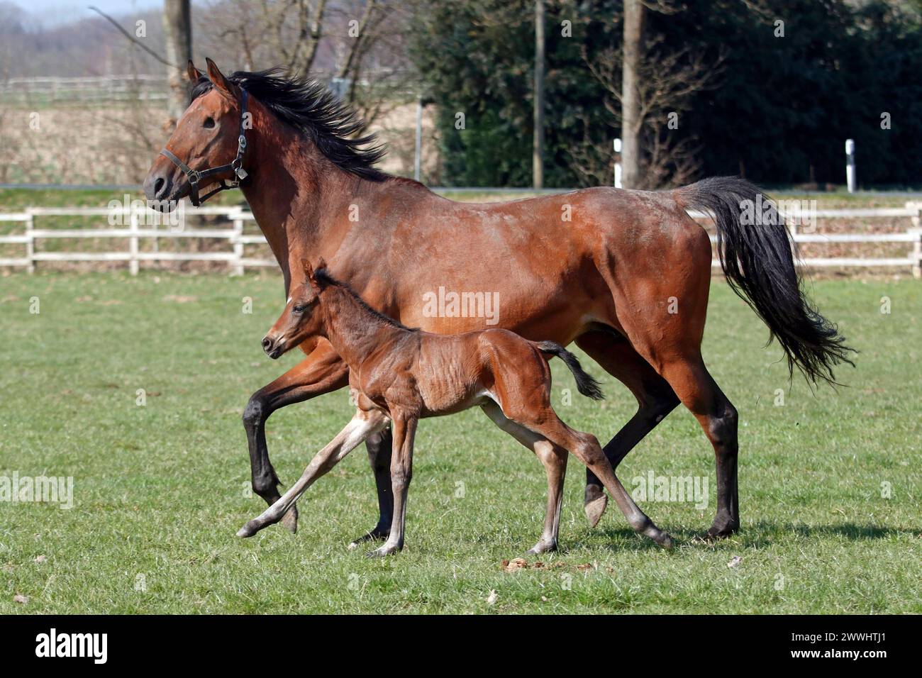 Eyed mare hi-res stock photography and images - Alamy