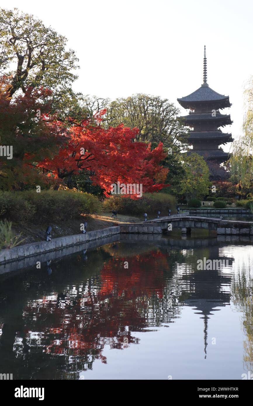 Toji pagoda and autumn leaves in the early morning, in Kyoto, Japan ...