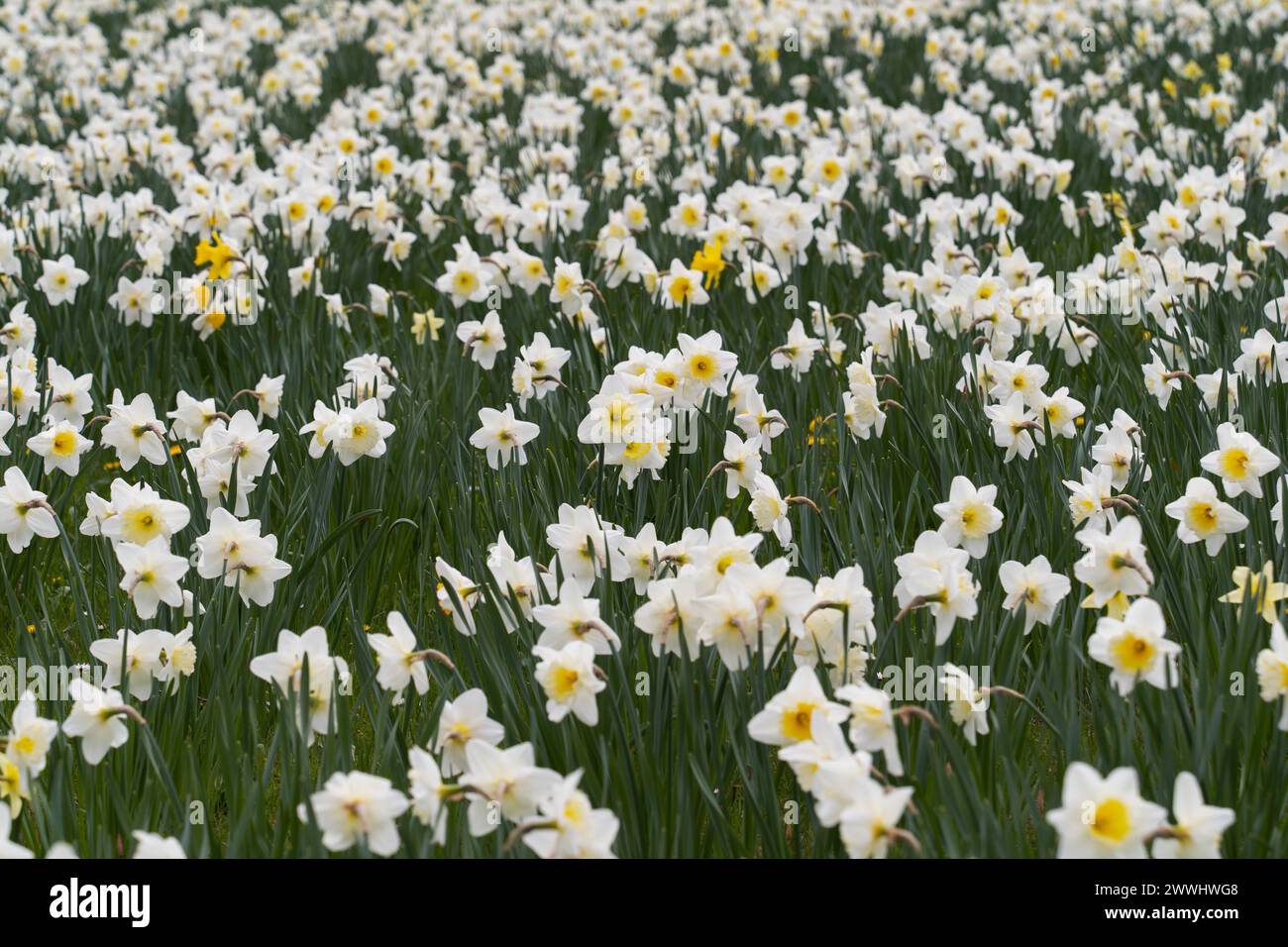 Spring, field with blooming daffodils Stock Photo - Alamy
