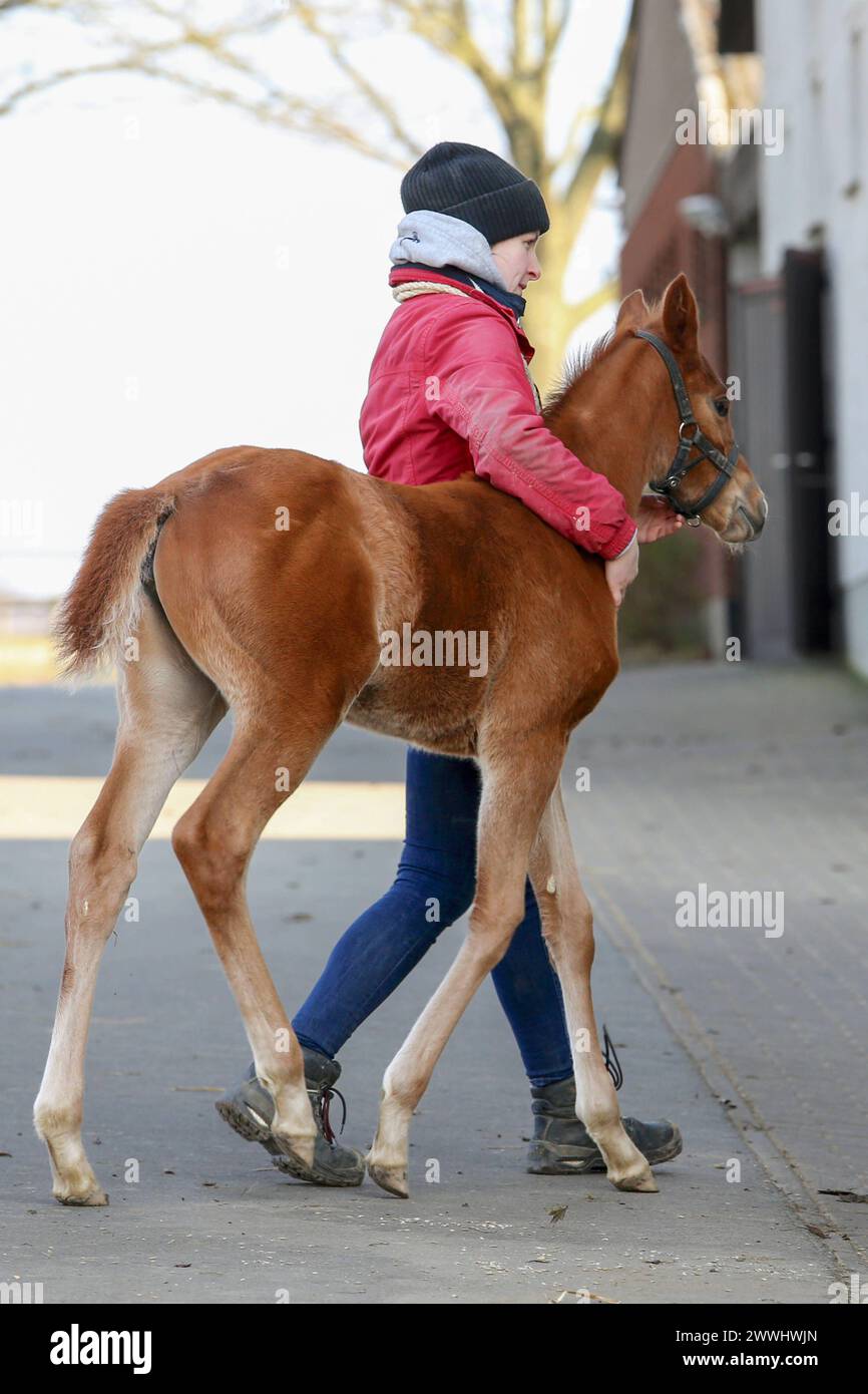 Fohlenschule hi-res stock photography and images - Alamy