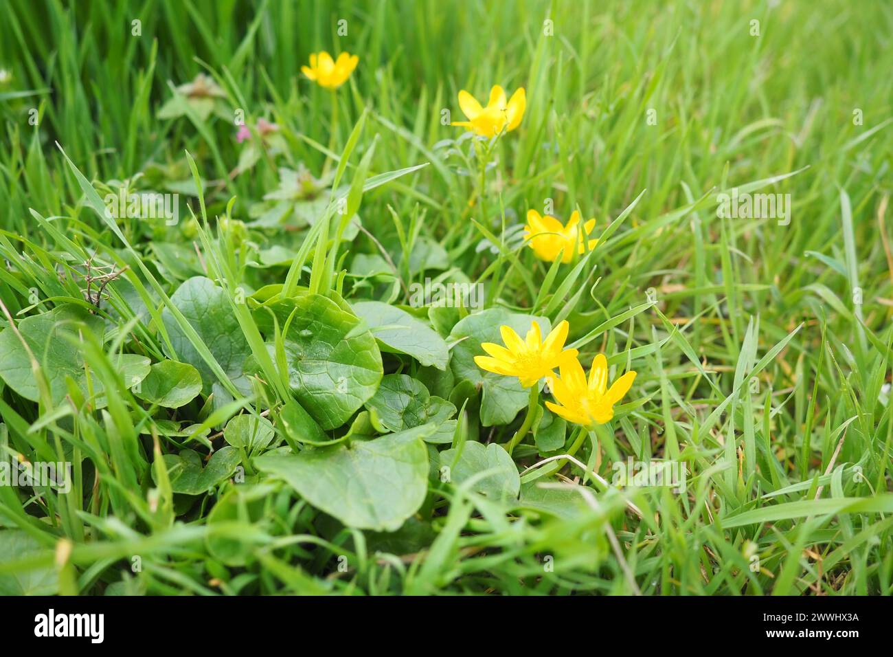 Ficaria verna, Ranunculus ficaria L, commonly known as lesser celandine ...