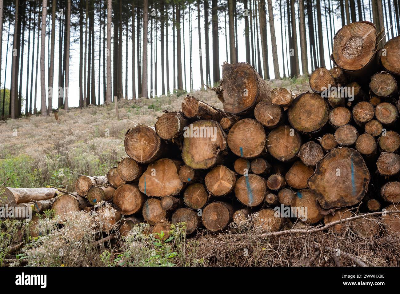 wood stump in a forest destroyed by a storm Stock Photo - Alamy