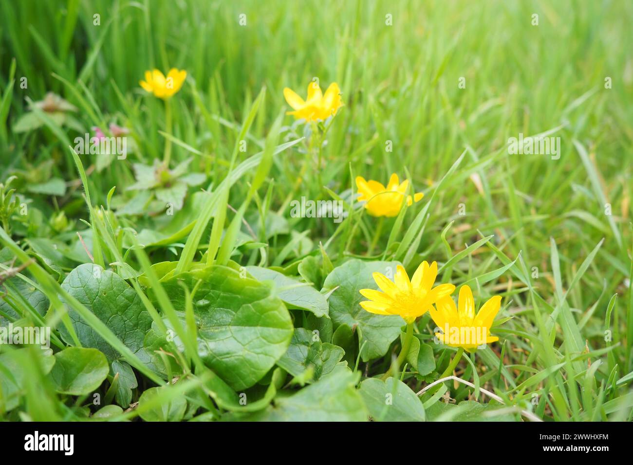 Ficaria verna, Ranunculus ficaria, commonly known as lesser celandine ...