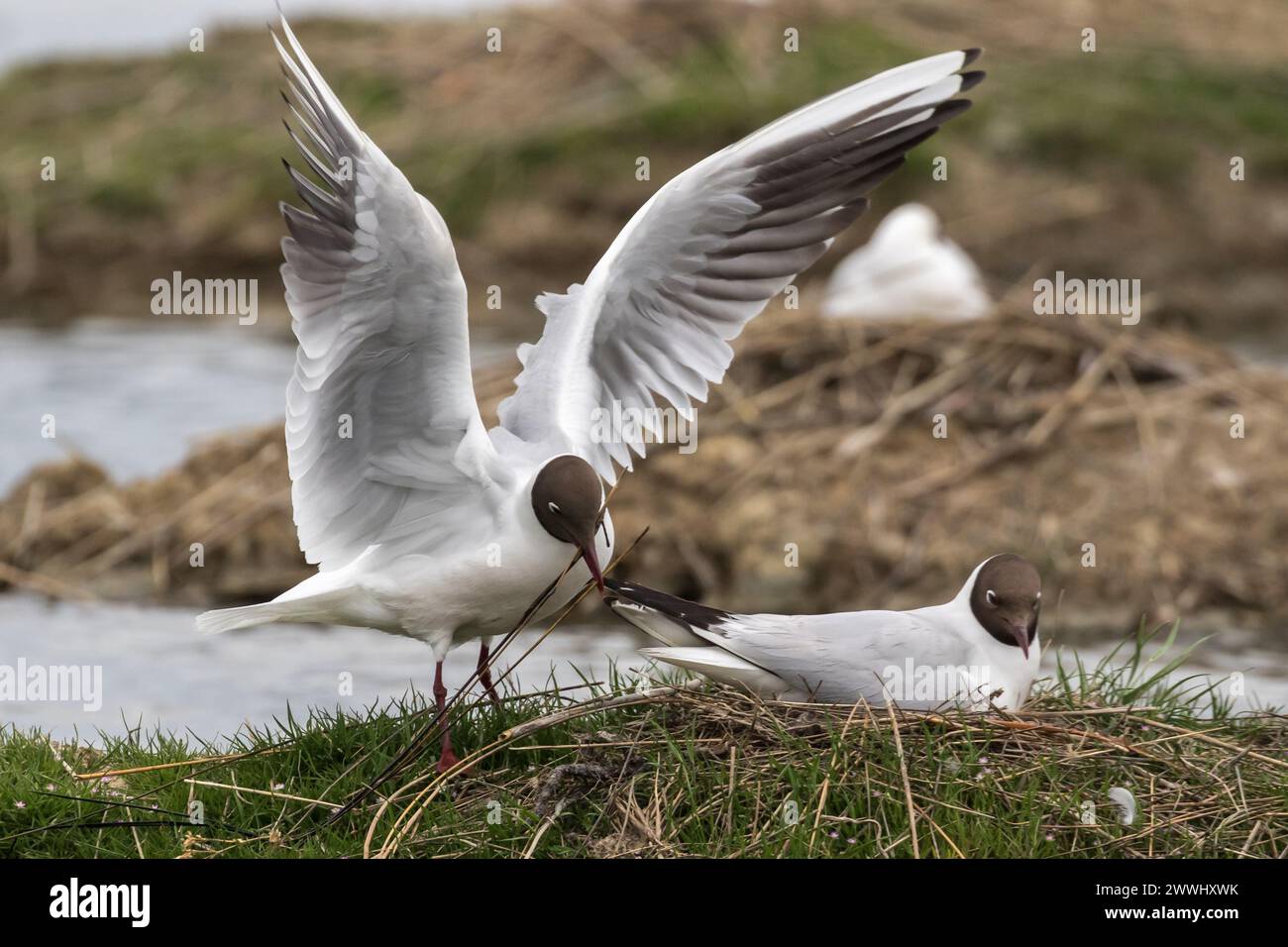 Black-headed gulls (Chroicocephalus ridibundus) bringing nesting ...