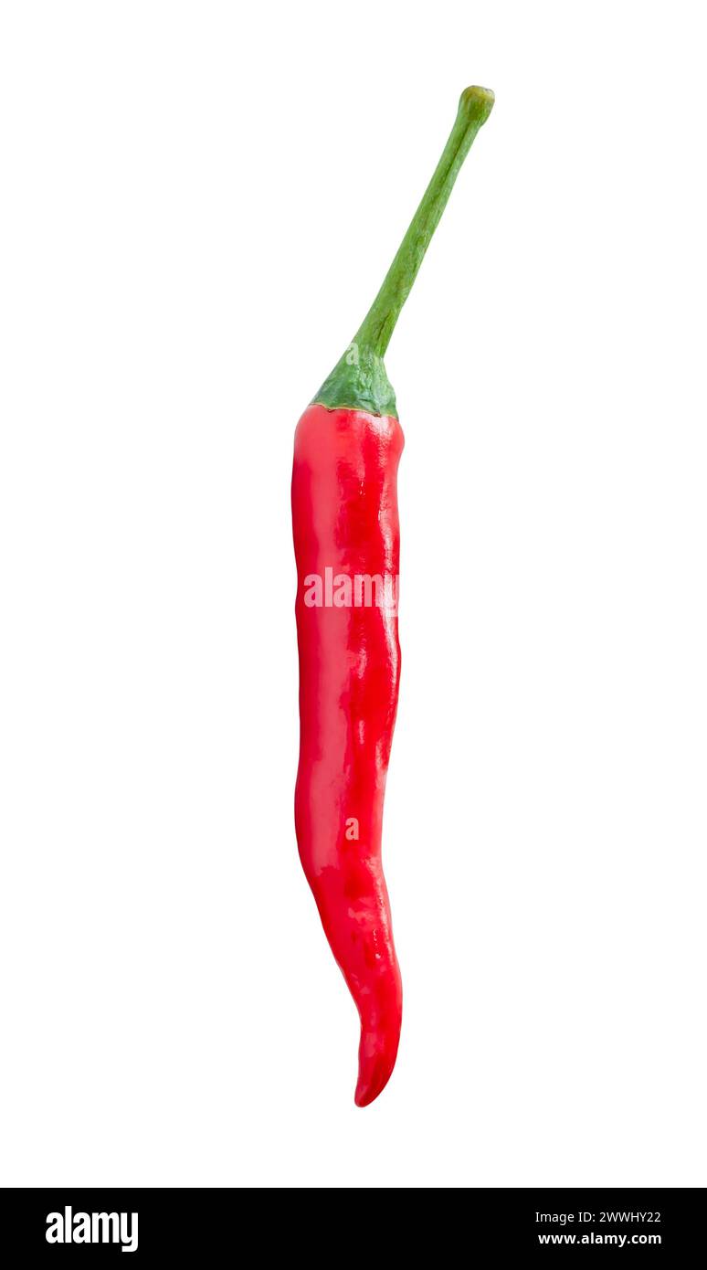 Front view of single fresh red chili pepper is isolated on white ...