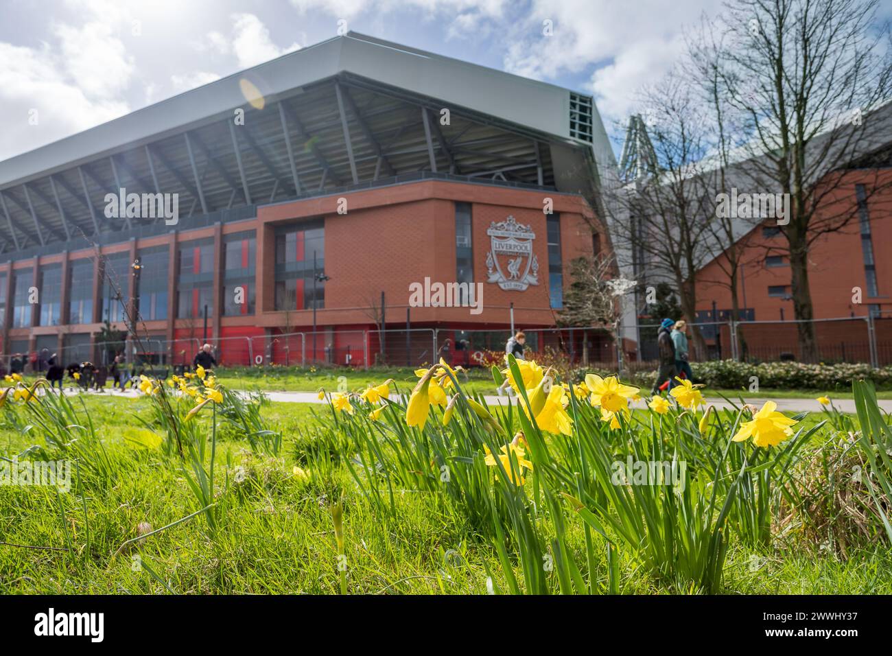 Pretty daffodils pictured in front of Anfield Stadium, the home of ...