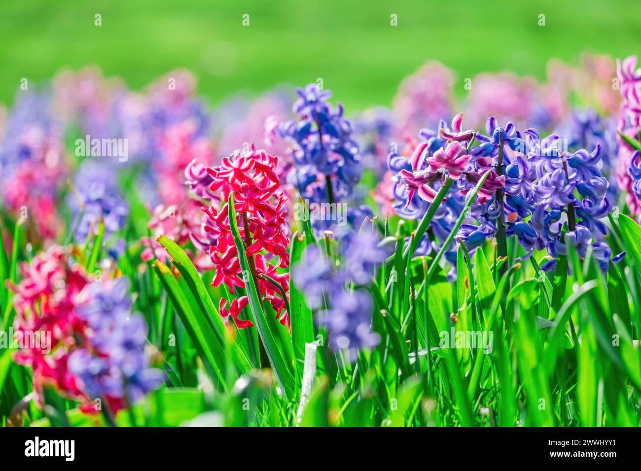 beautiful blossom flowers in the garden, bouquet, botanical Stock Photo ...