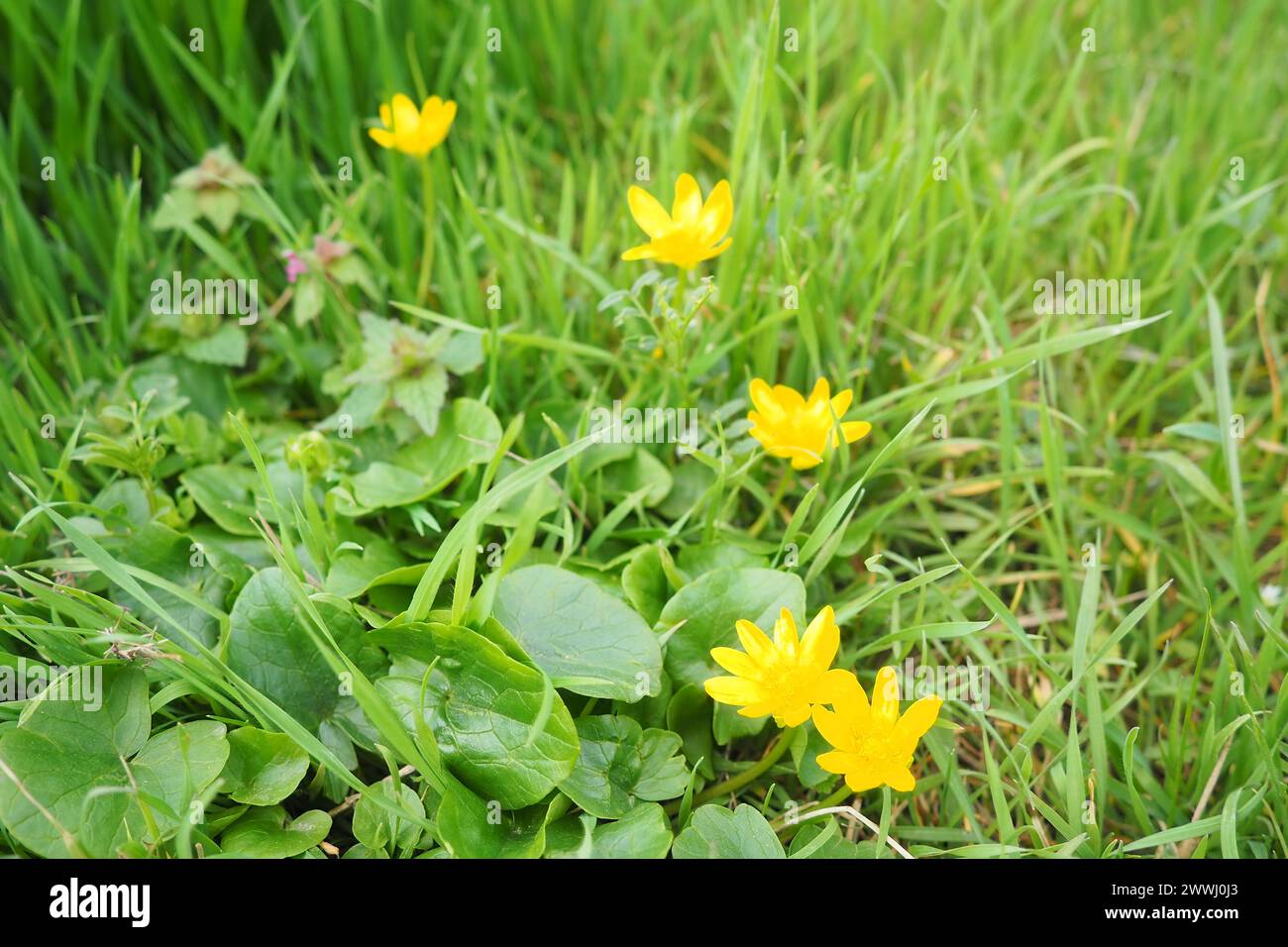 Ficaria verna, Ranunculus ficaria, commonly known as lesser celandine ...