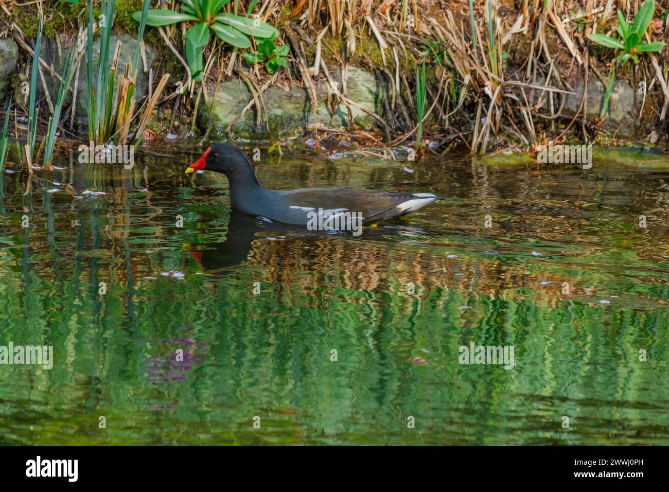 The Eurasian coot, Fulica atra, also known as the common coot, swims on ...