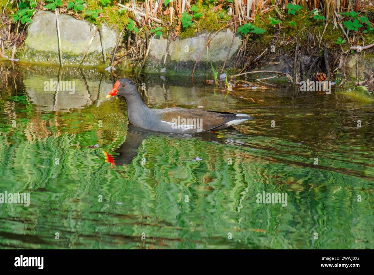 The Eurasian coot, Fulica atra, also known as the common coot, swims on ...
