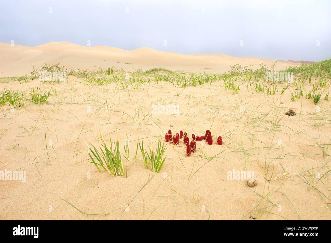 The mongolian death worm hi-res stock photography and images - Alamy