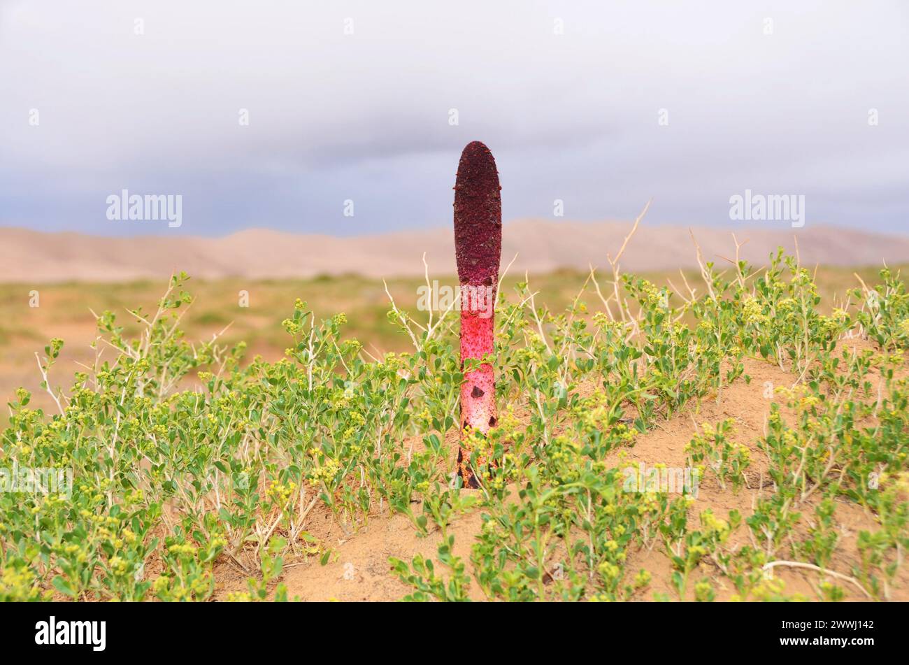Vegetation gobi desert hi-res stock photography and images - Alamy