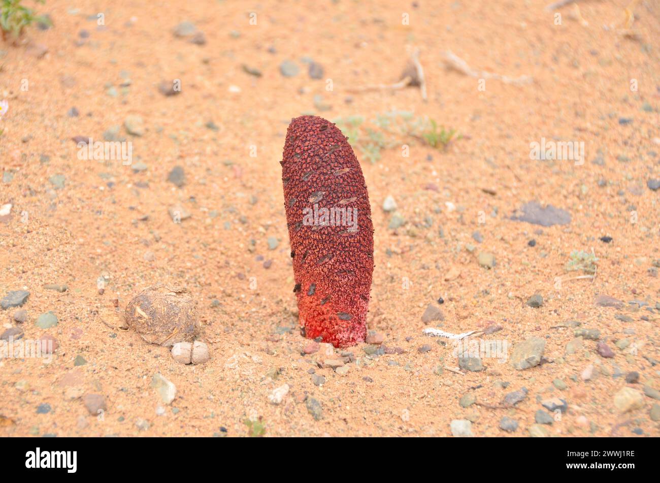 Vegetation gobi desert hi-res stock photography and images - Alamy