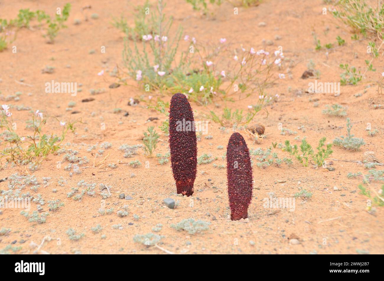 Flower desert parasite hi-res stock photography and images - Alamy