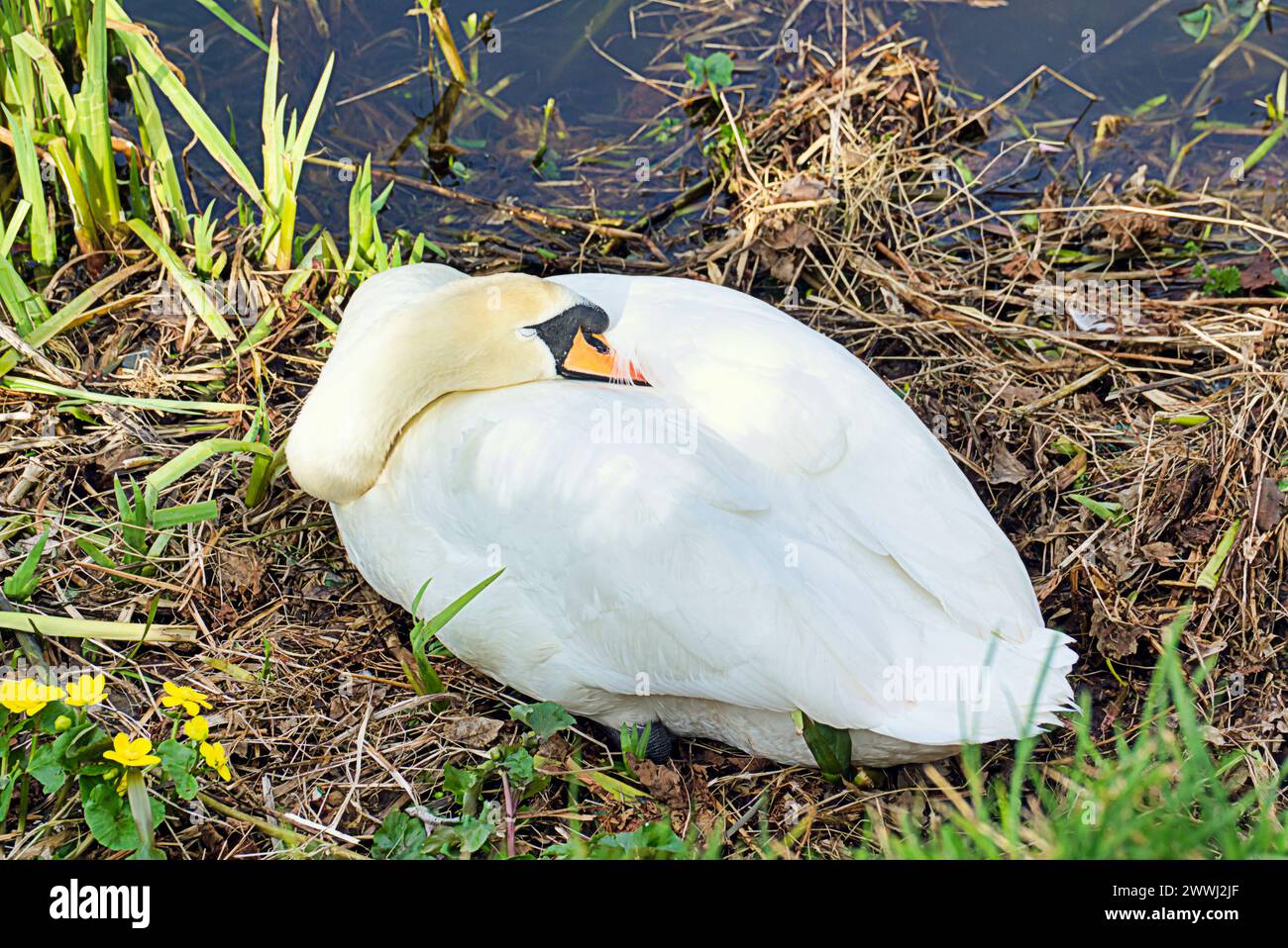 Glasgow, Scotland, UK. 24th March, 2024: UK Weather: Sunny spring ...