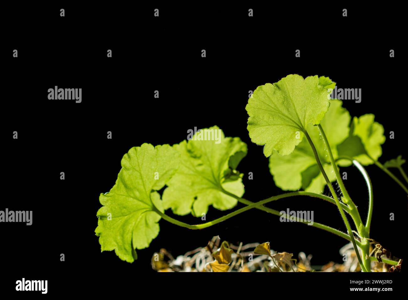 Beautiful geranium leaves silhouetted against dramatic backlit black ...