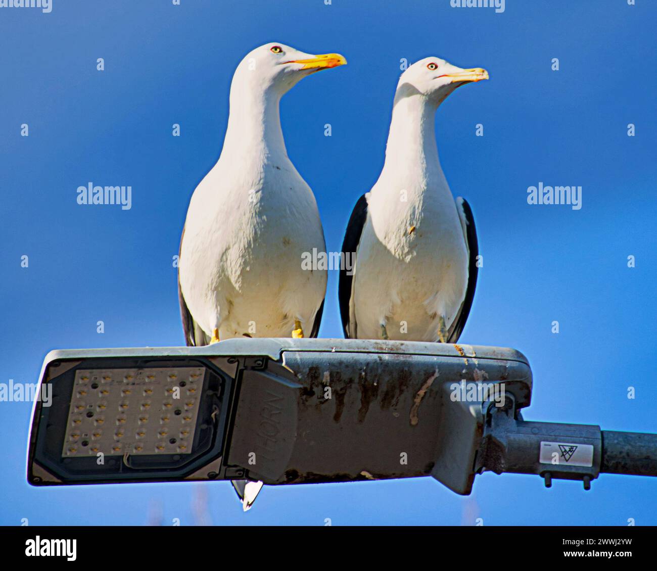 Scotland birds illustration hi-res stock photography and images - Alamy