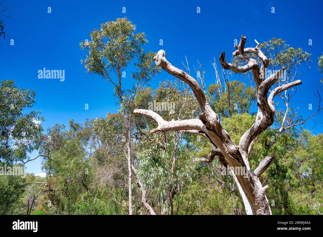 Trees of Yanchep National Park, Western Australia Stock Photo - Alamy