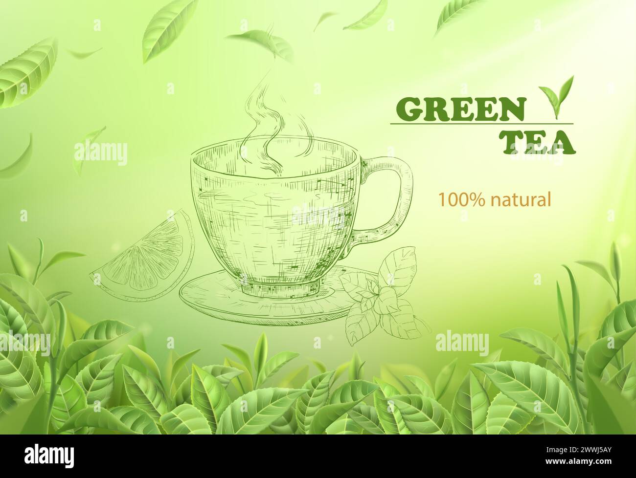 Green tea banner. Realistic leaves frame, falling leaf. Sketch style ...