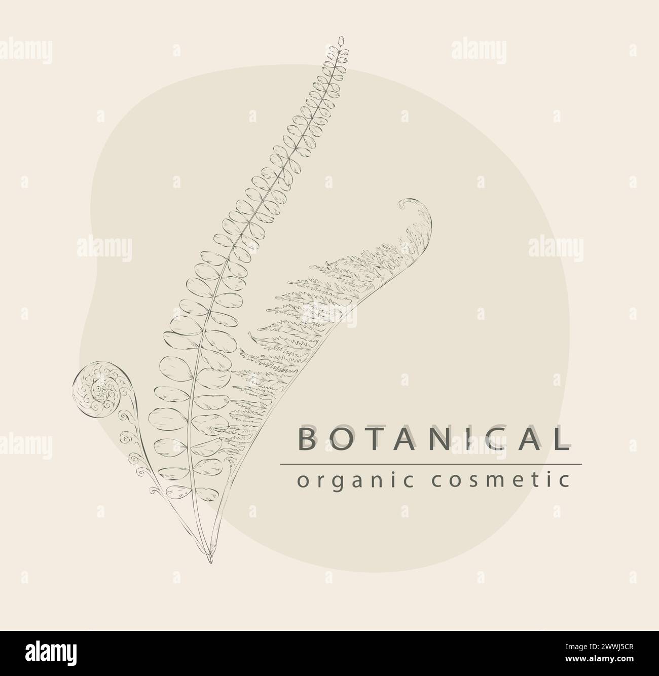 Botanical organic cosmetic. Fern leaves sketch. Wild nature. Forest ...