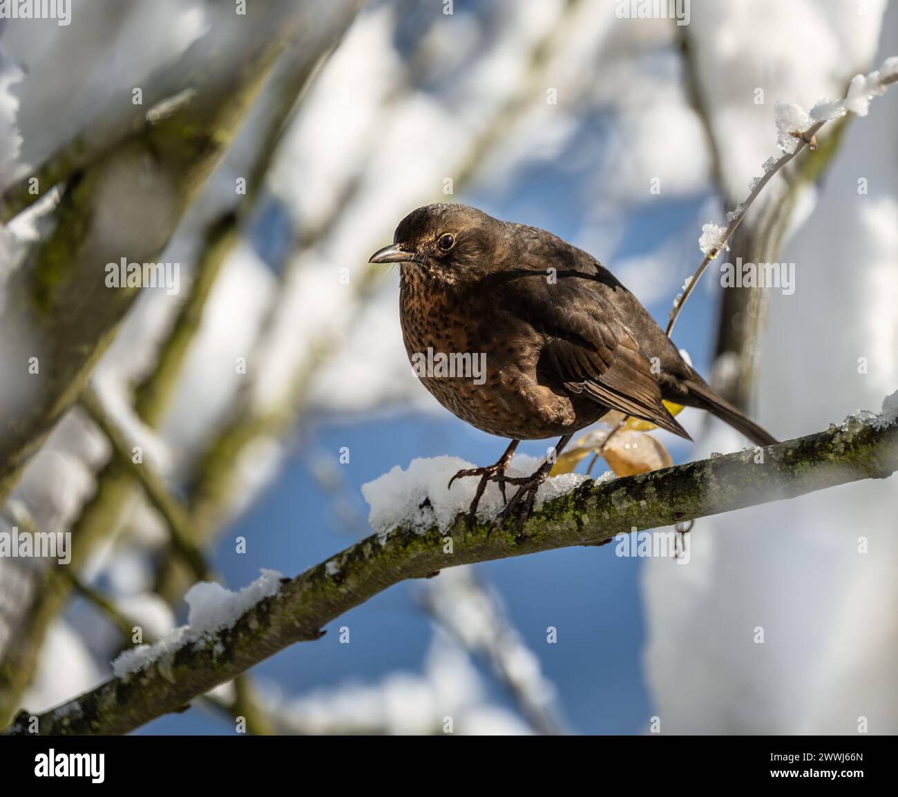 Black bird sitting snow covered tree hi-res stock photography and ...