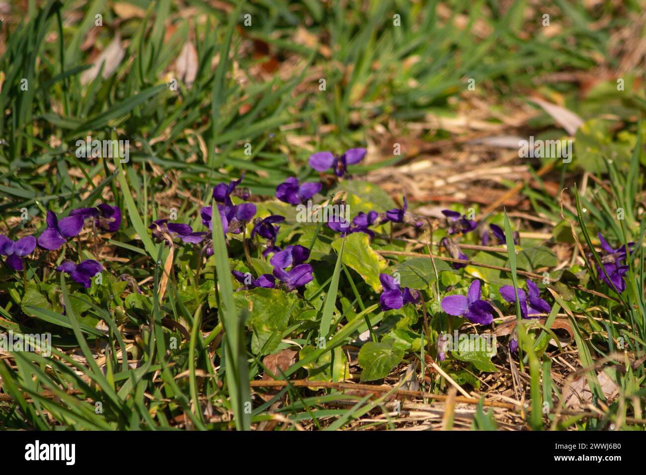 Spring outdoor photography hi-res stock photography and images - Alamy