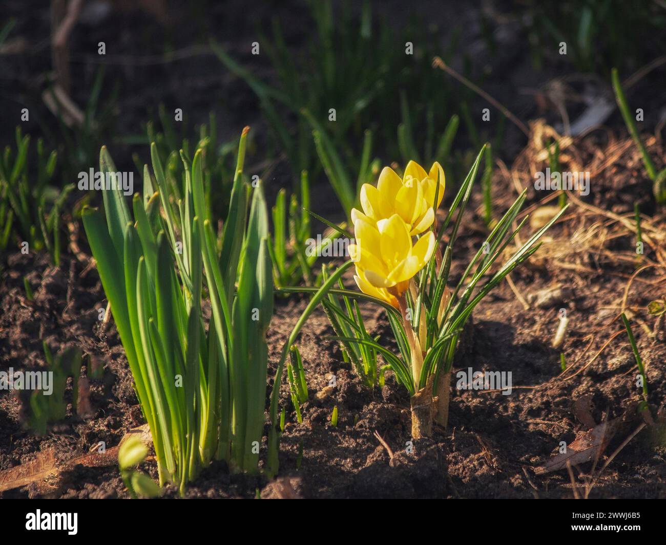 Beautiful photos of flowers hi-res stock photography and images - Alamy