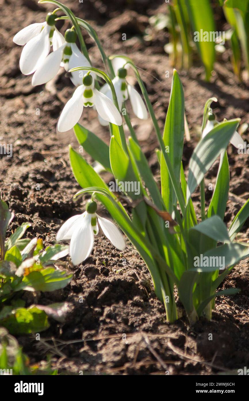 Spring flowers on a flower bed closeup Stock Photo - Alamy