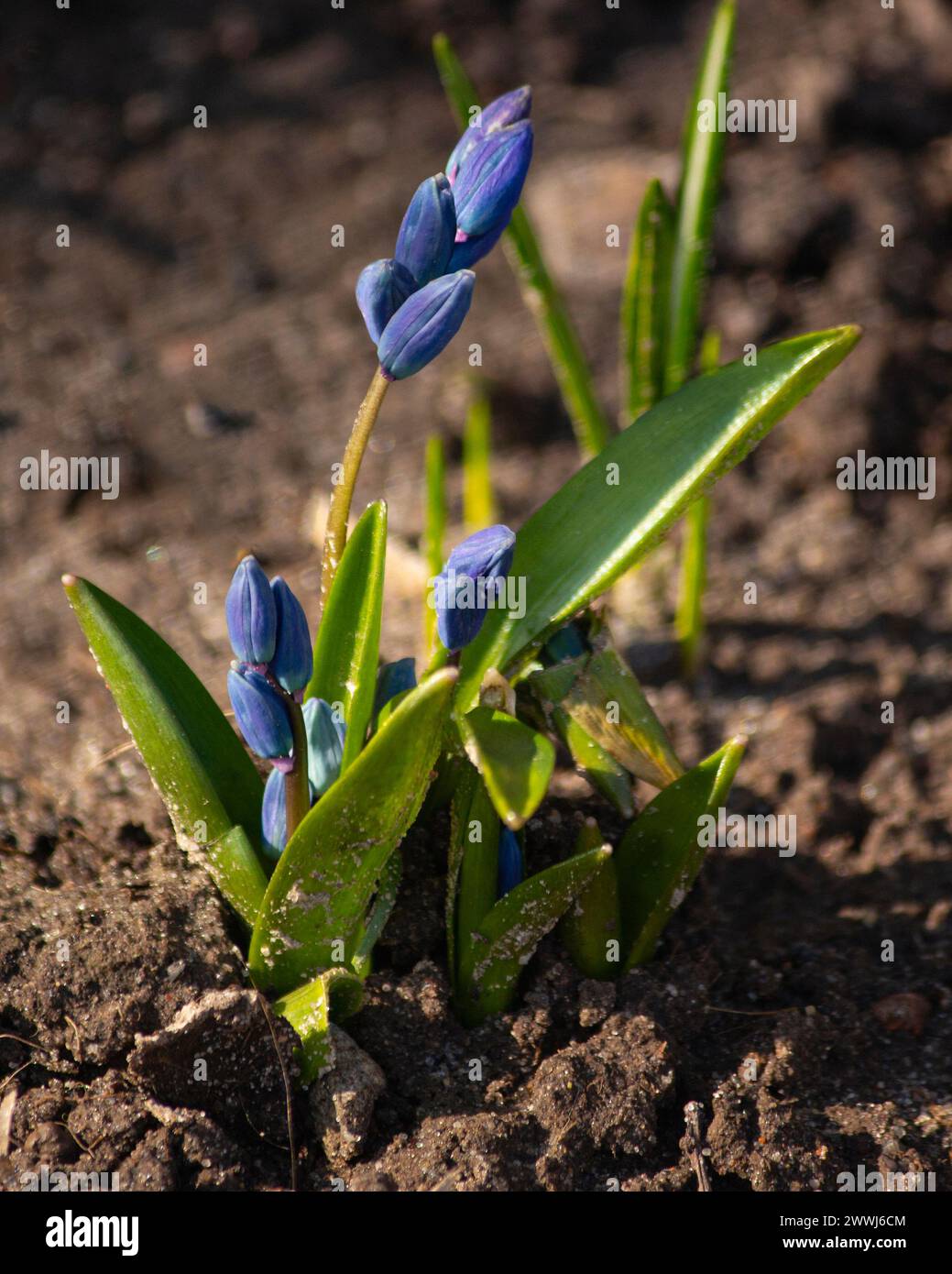 Beautiful photos of flowers hi-res stock photography and images - Alamy