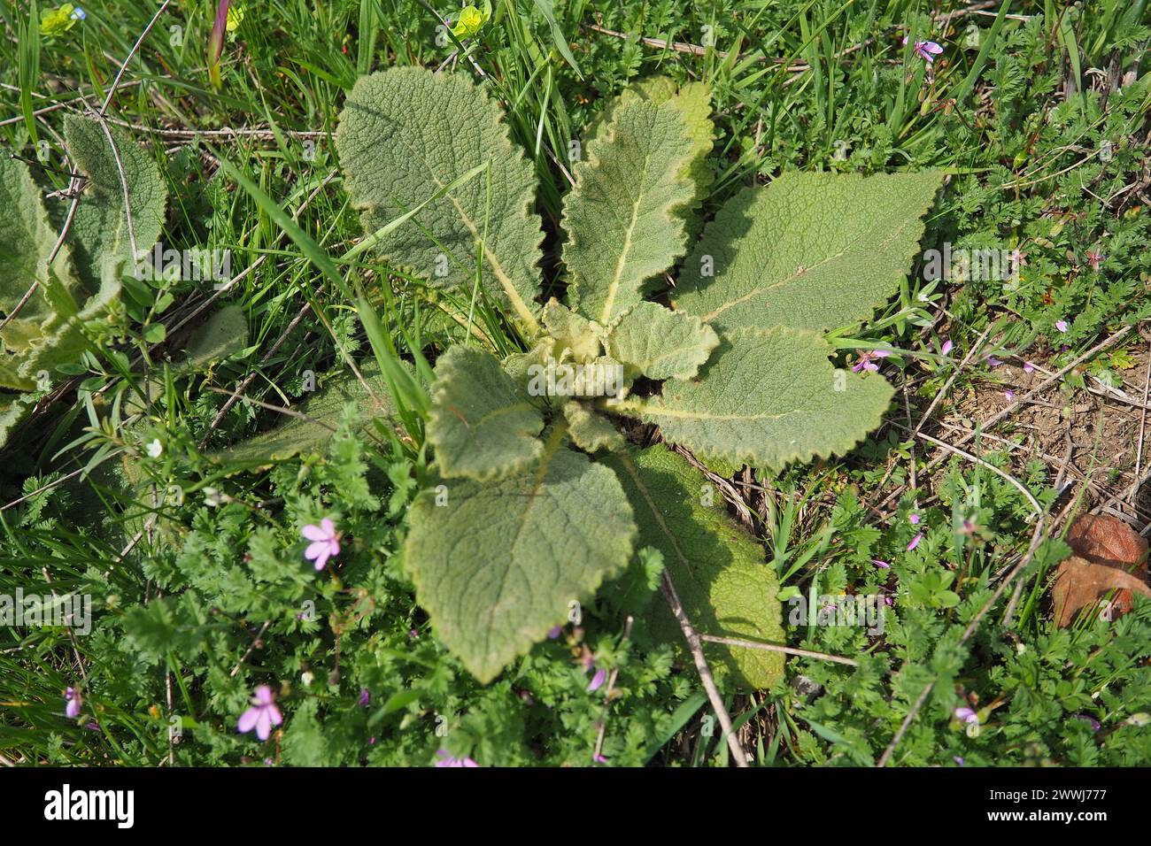 Salvia is largest genus of plants in the sage family Lamiaceae. Within ...