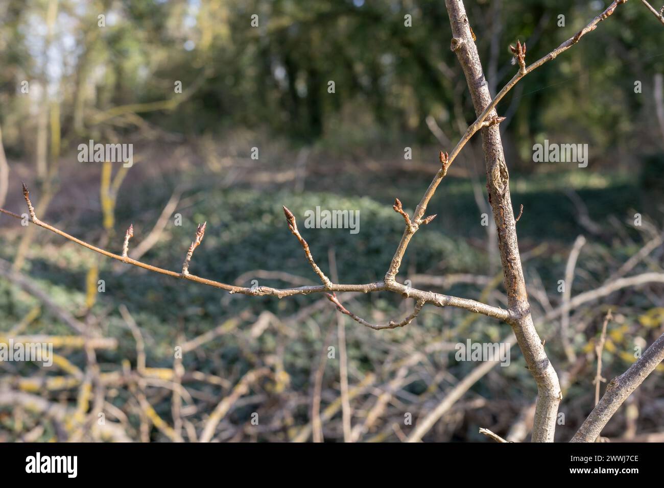 Branches of a black poplar with buds in the forest in spring Stock ...