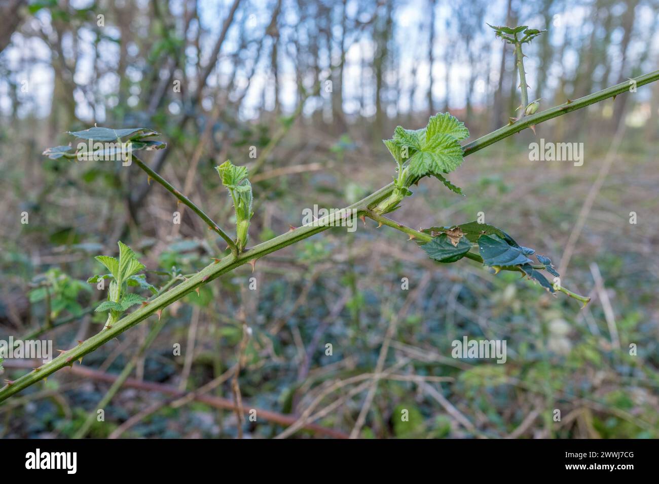 Branches of a blackberry plant with buds in the forest in spring Stock ...