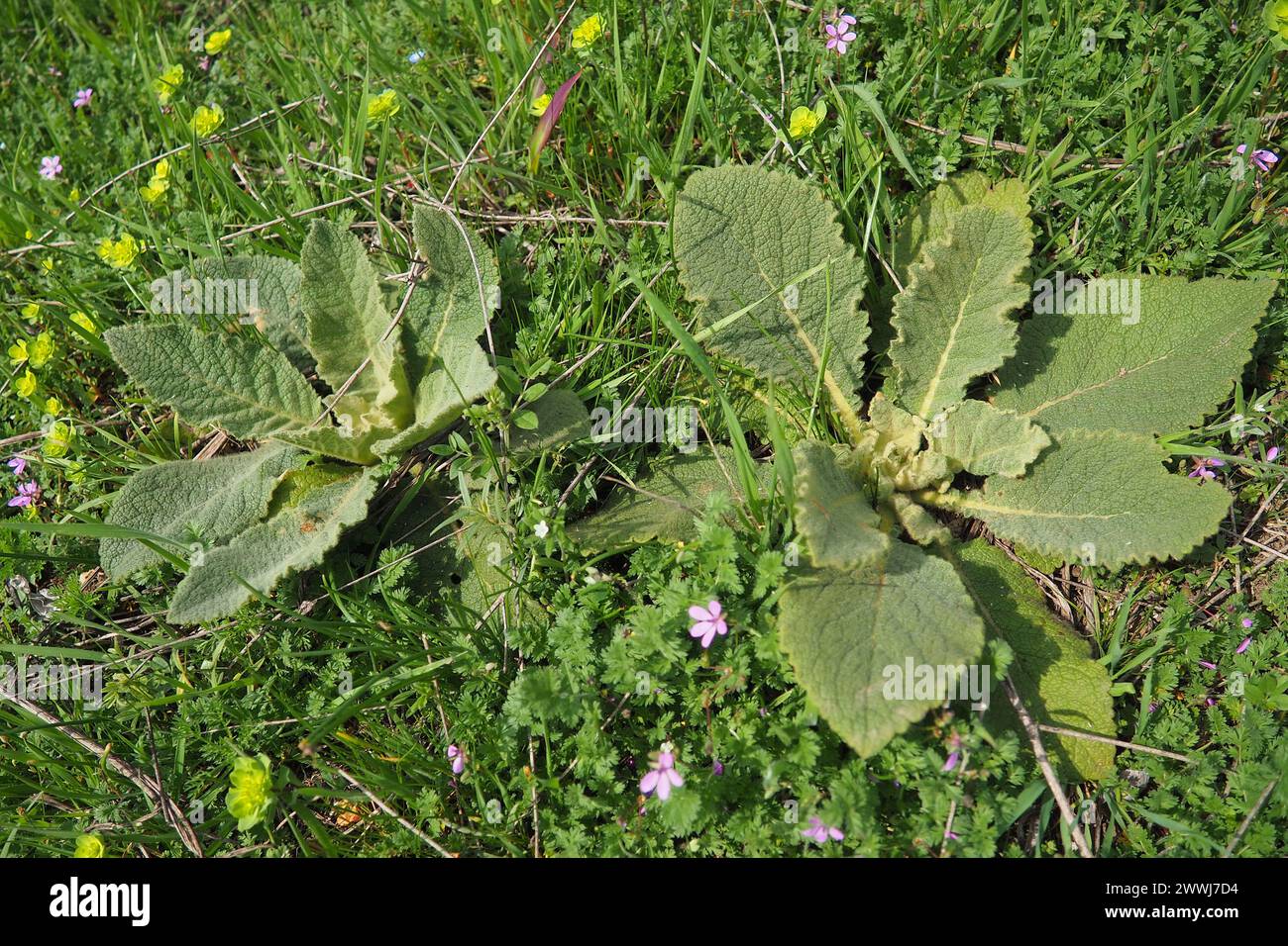 Salvia is largest genus of plants in the sage family Lamiaceae. Within ...