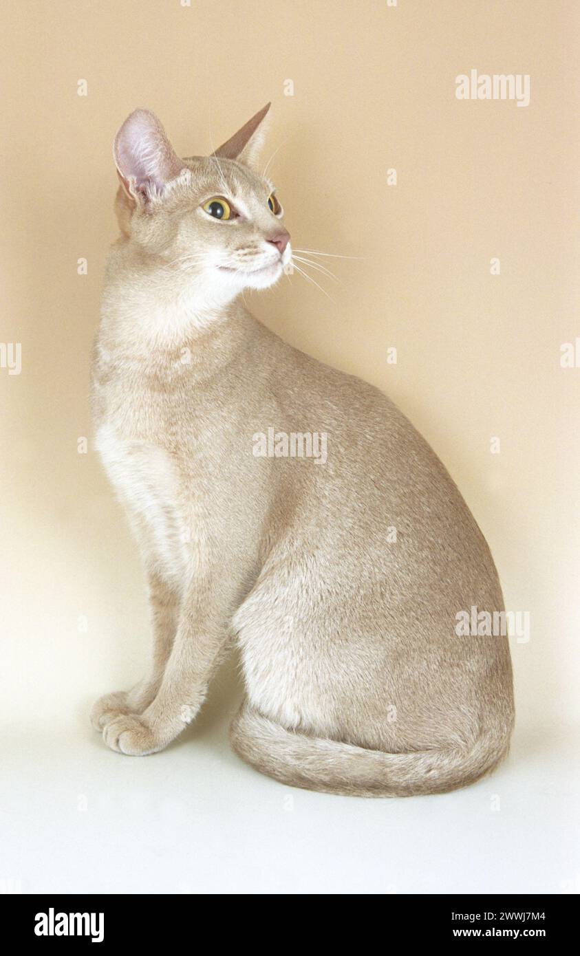Abyssinian Fawn Cat Satup Looking Away Stock Photo - Alamy