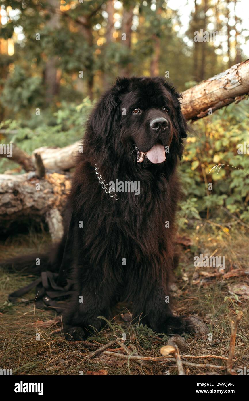 A large black dog is seated next to a fallen tree in a park. The dog ...