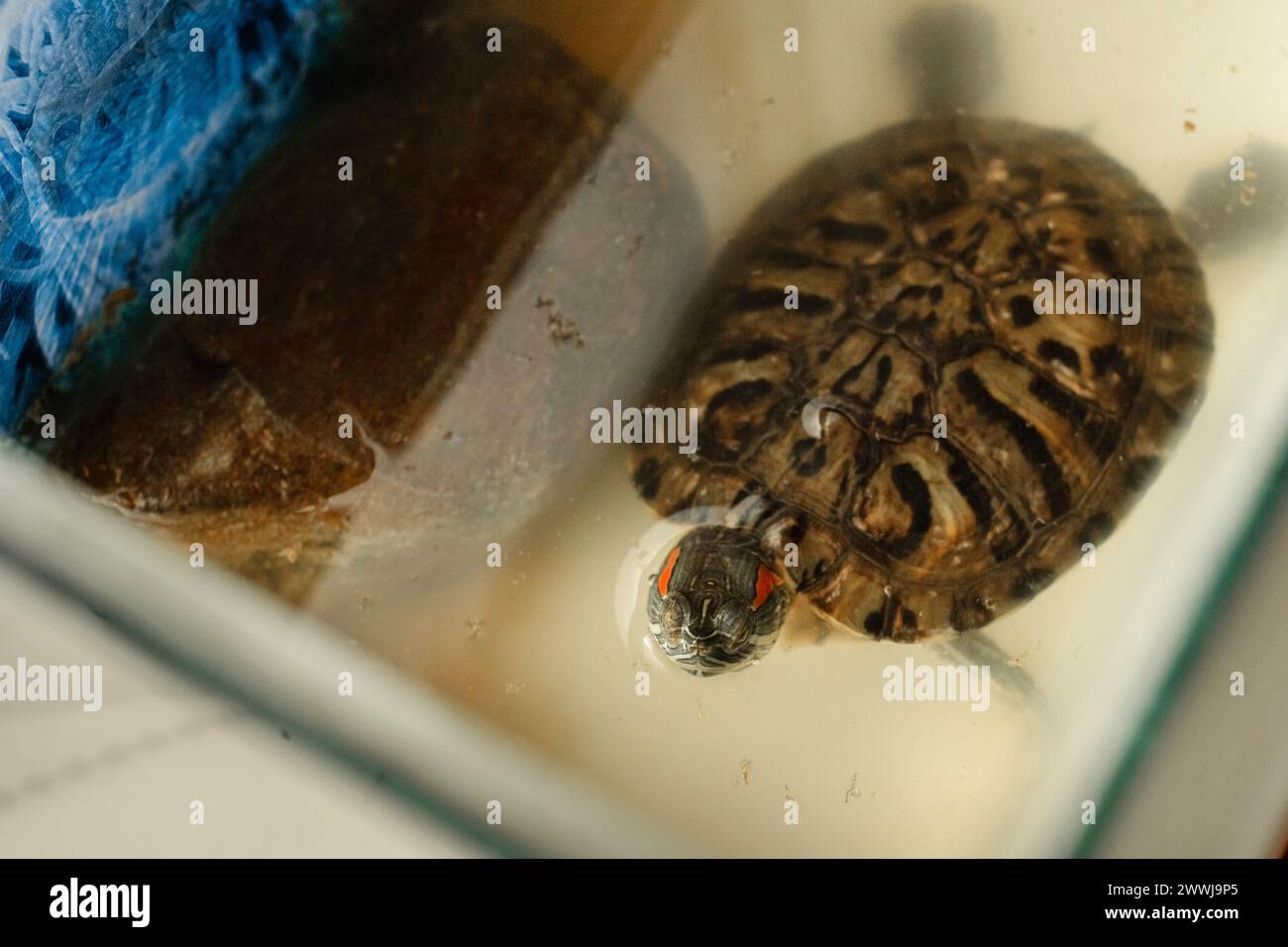 A small turtle is seen sitting inside a glass container, calmly ...