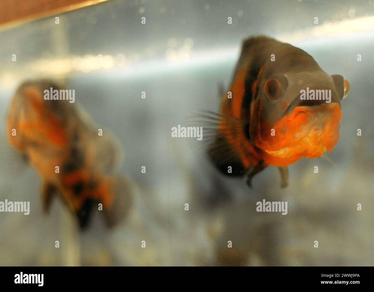 A detailed view of a fish swimming in an aquarium tank, showcasing its ...