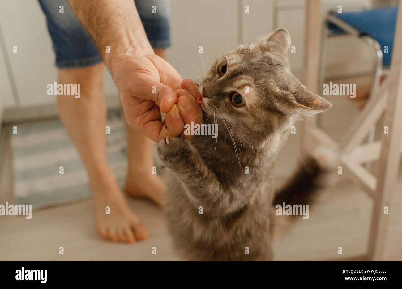 A person standing on their hind legs while holding a cats paw ...
