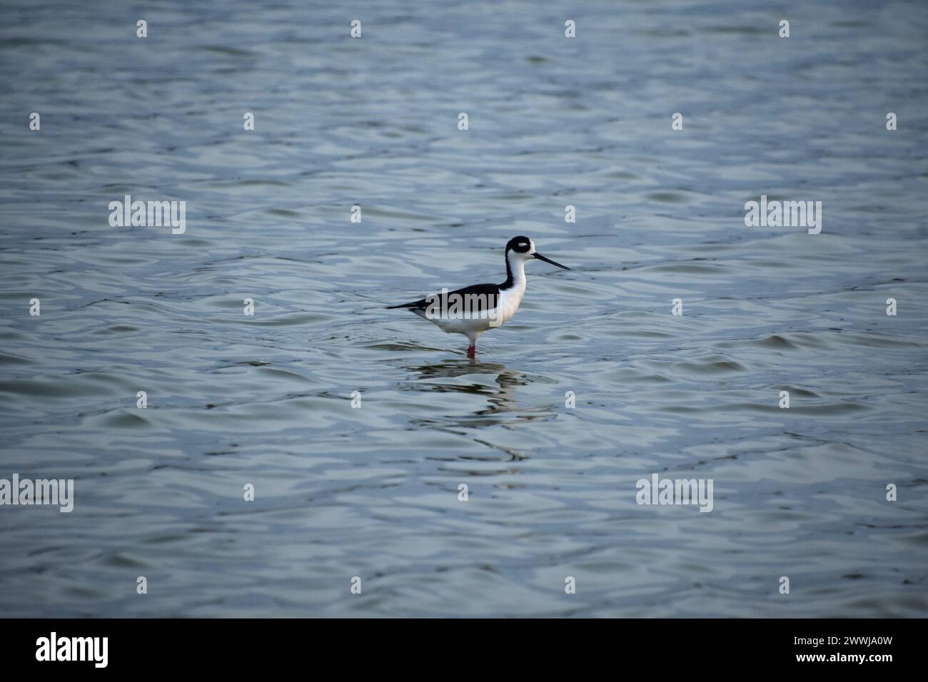 Long beaked black neck stilt bird in shallow waters Stock Photo - Alamy