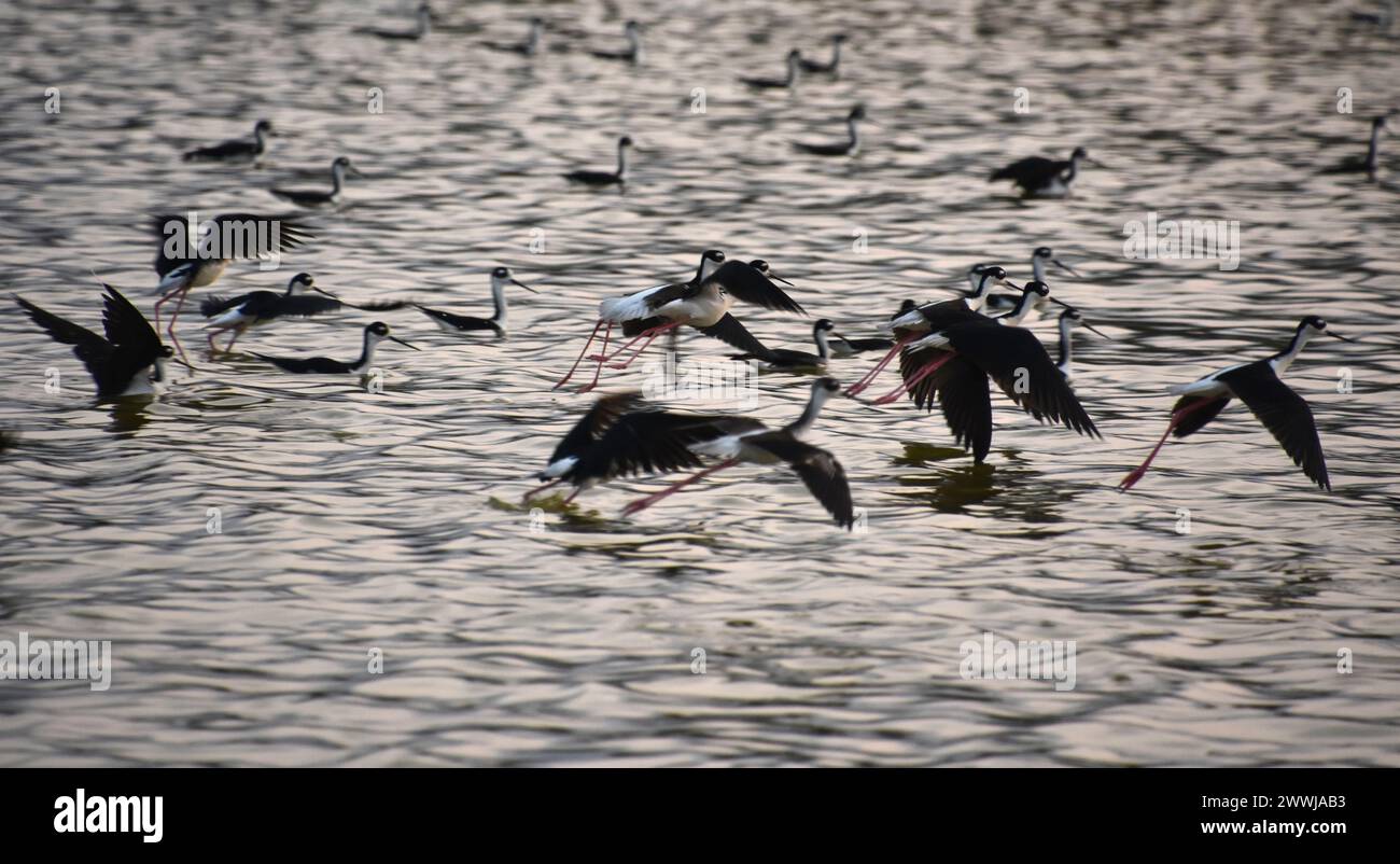Stunning colony of frightened black neck stilt birds in flight over ...