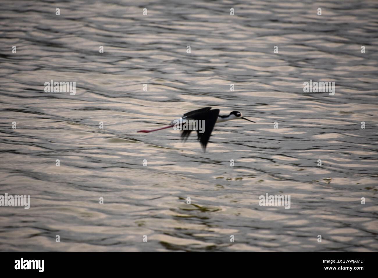 Stunning black neck stilt sandpiper bird in flight over the water Stock ...