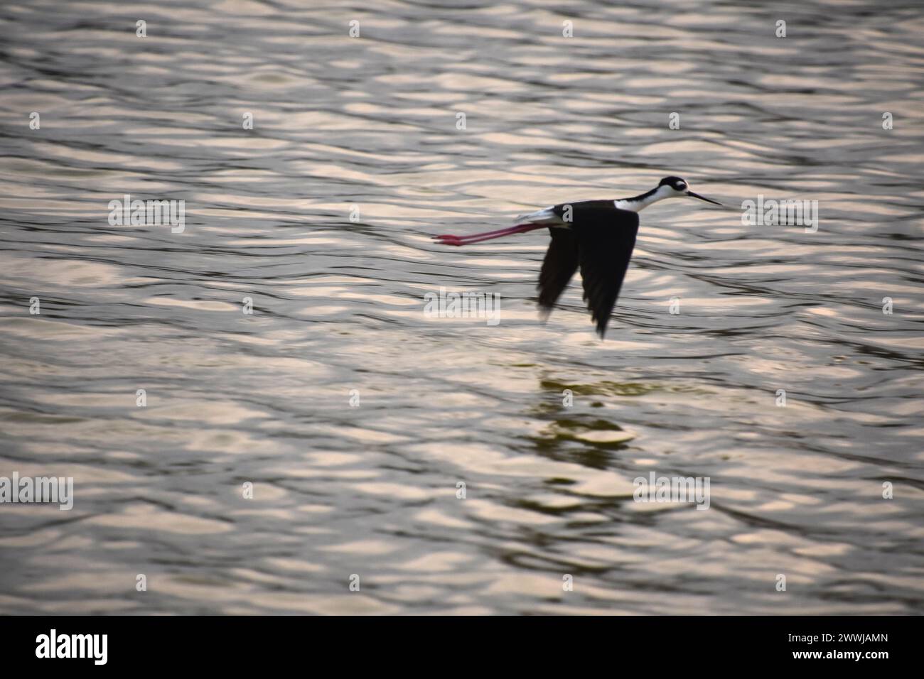 Beautiful flying black neck stilt sandpiper over water Stock Photo - Alamy