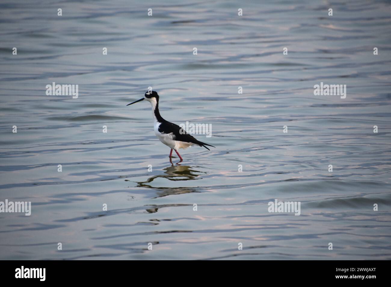 Beautiful black neck stilt bird in shallow water Stock Photo - Alamy