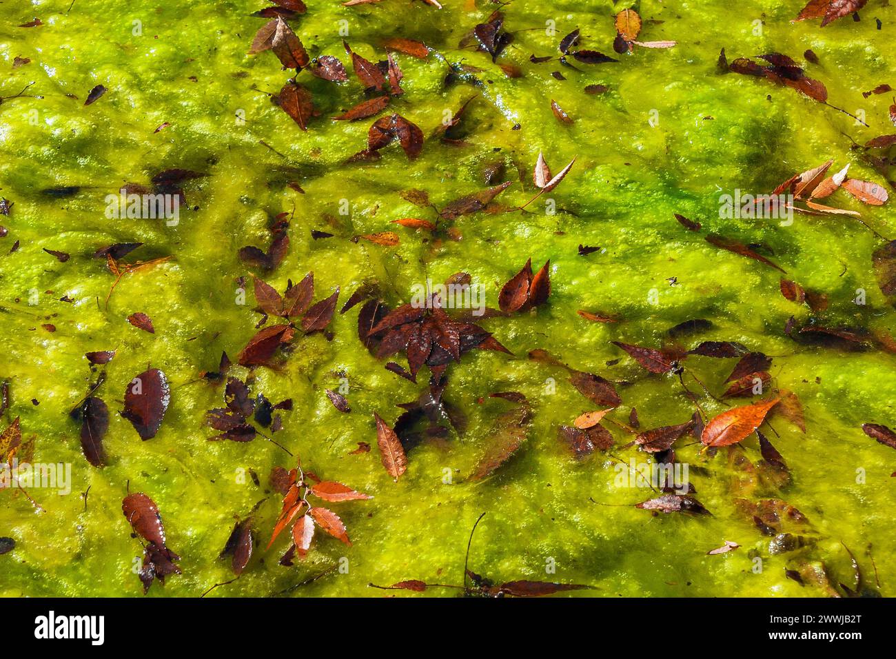 Yellow green algae hi-res stock photography and images - Alamy