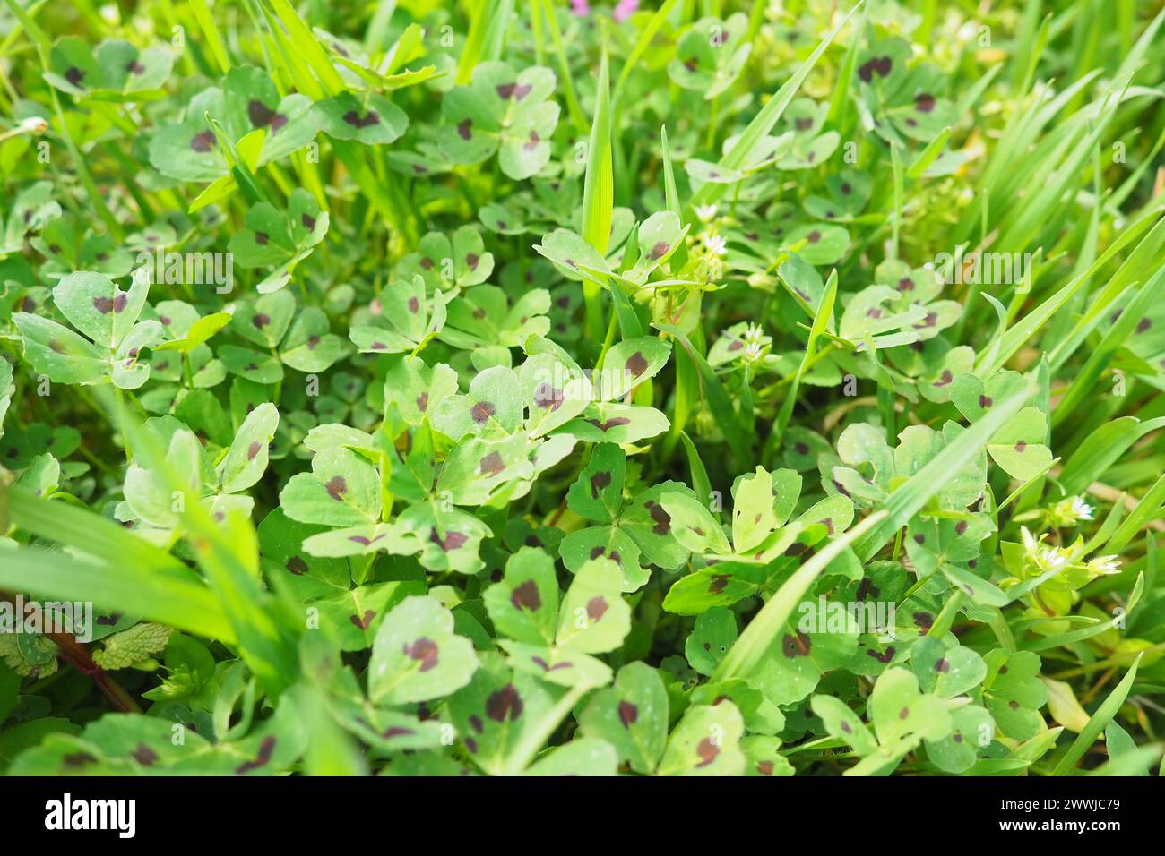 Trifolium repens, white clover, is a herbaceous perennial plant in bean ...